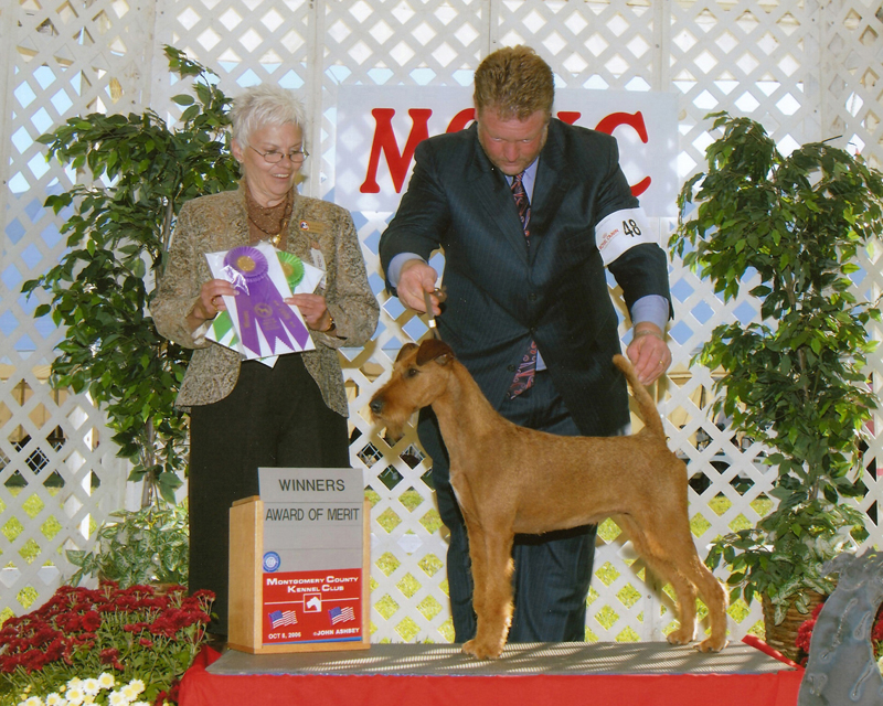 Red Branch Irish Terriers in the Show Ring